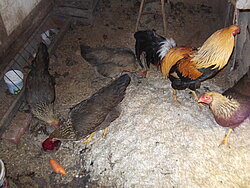 BDRG-Tierbörse · Bund Deutscher Rassegeflügelzüchter e. V.