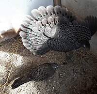 BDRG-Tierbörse · Bund Deutscher Rassegeflügelzüchter e. V.