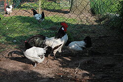 BDRG-Tierbörse · Bund Deutscher Rassegeflügelzüchter e. V.