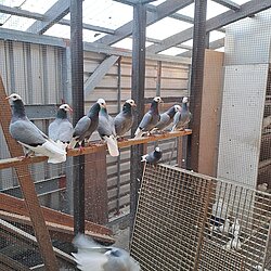 BDRG-Tierbörse · Bund Deutscher Rassegeflügelzüchter e. V.