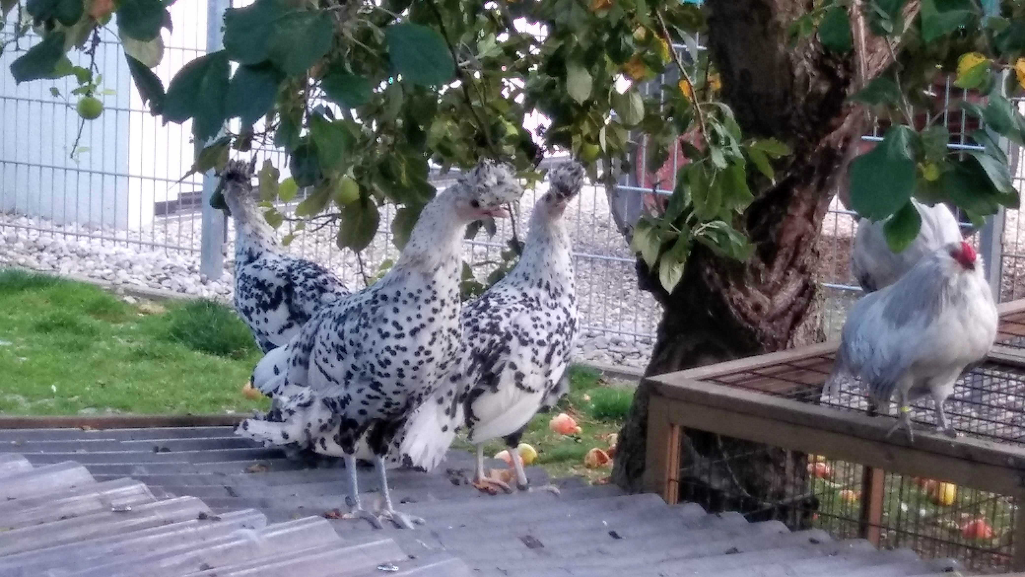 BDRG-Tierbörse · Bund Deutscher Rassegeflügelzüchter e. V.