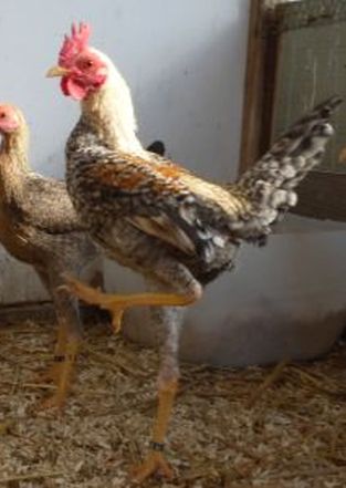 BDRG-Tierbörse · Bund Deutscher Rassegeflügelzüchter e. V.