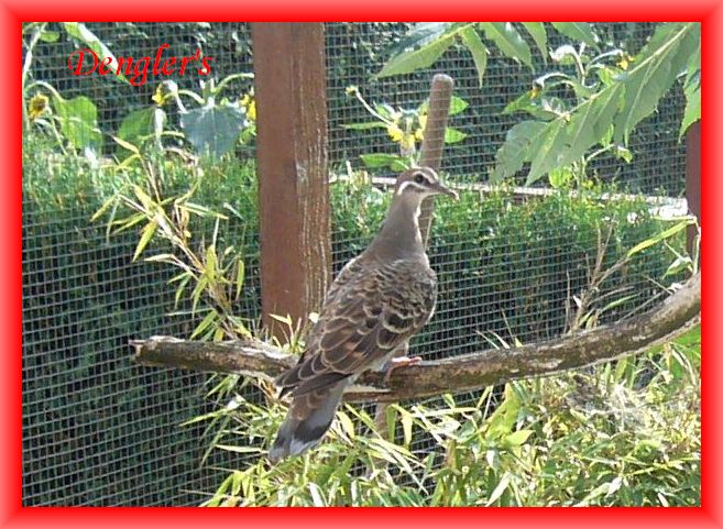 BDRG-Tierbörse · Bund Deutscher Rassegeflügelzüchter e. V.