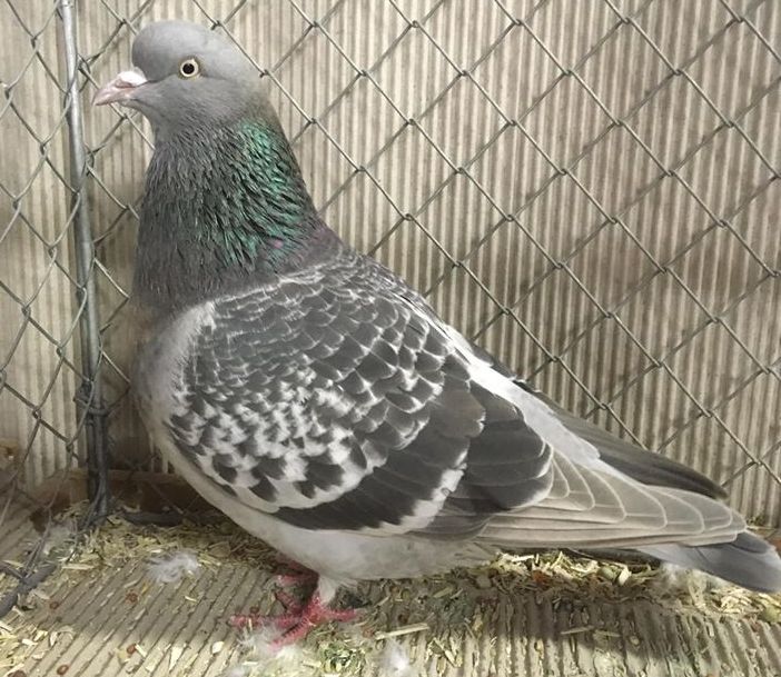 BDRG-Tierbörse · Bund Deutscher Rassegeflügelzüchter e. V.