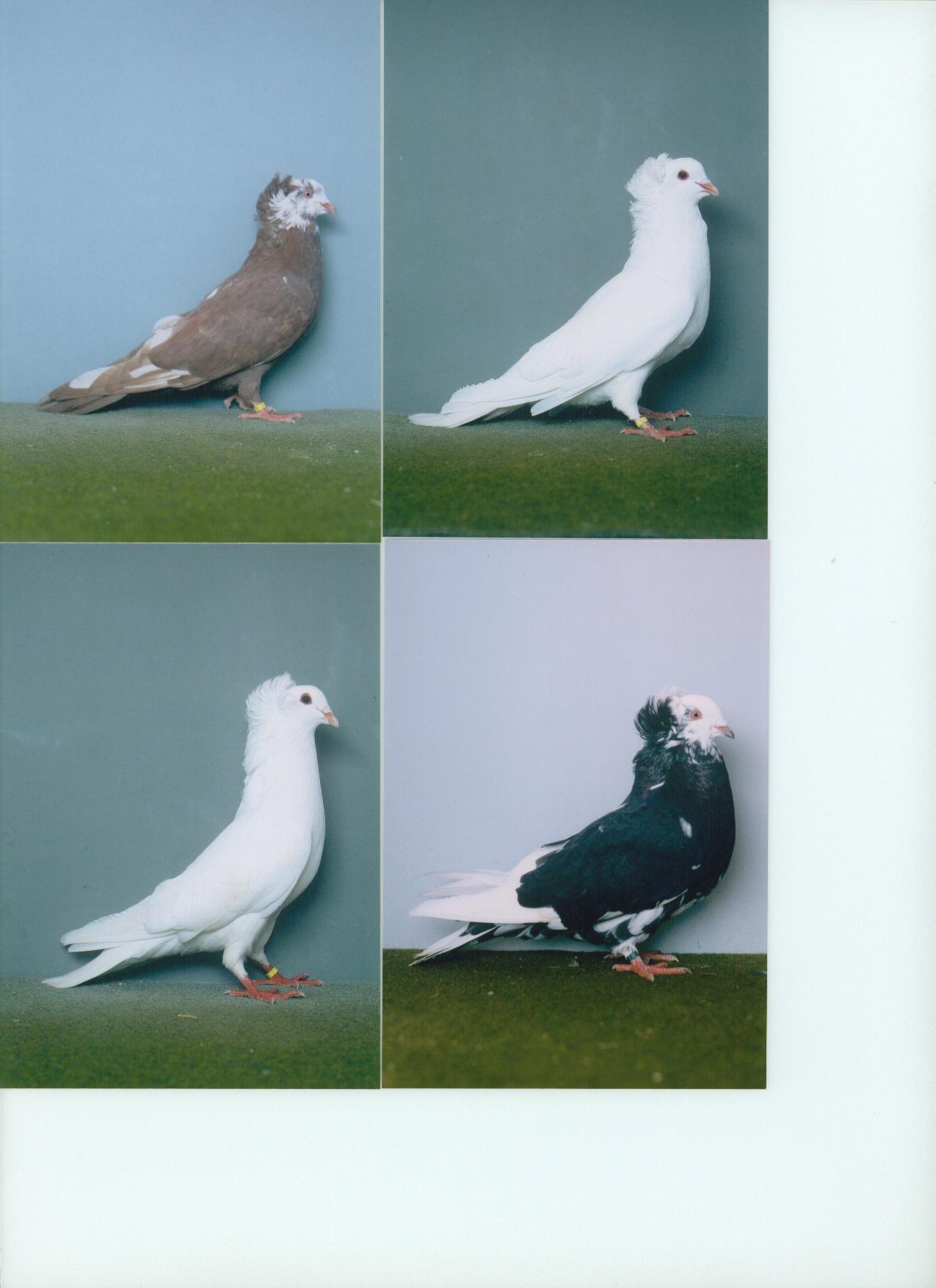 BDRG-Tierbörse · Bund Deutscher Rassegeflügelzüchter e. V.