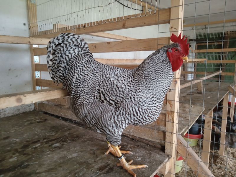 BDRG-Tierbörse · Bund Deutscher Rassegeflügelzüchter e. V.