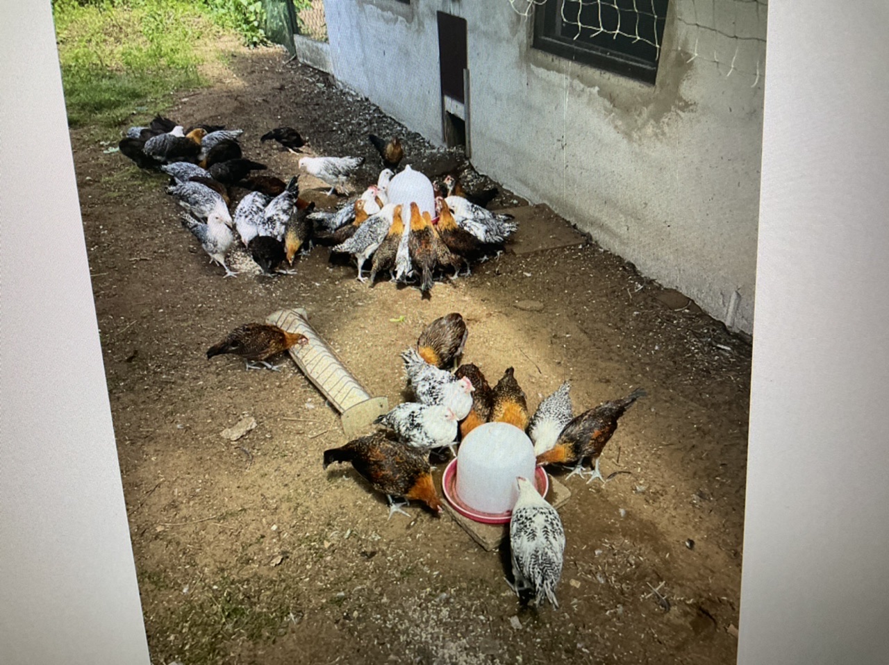 BDRG-Tierbörse · Bund Deutscher Rassegeflügelzüchter e. V.