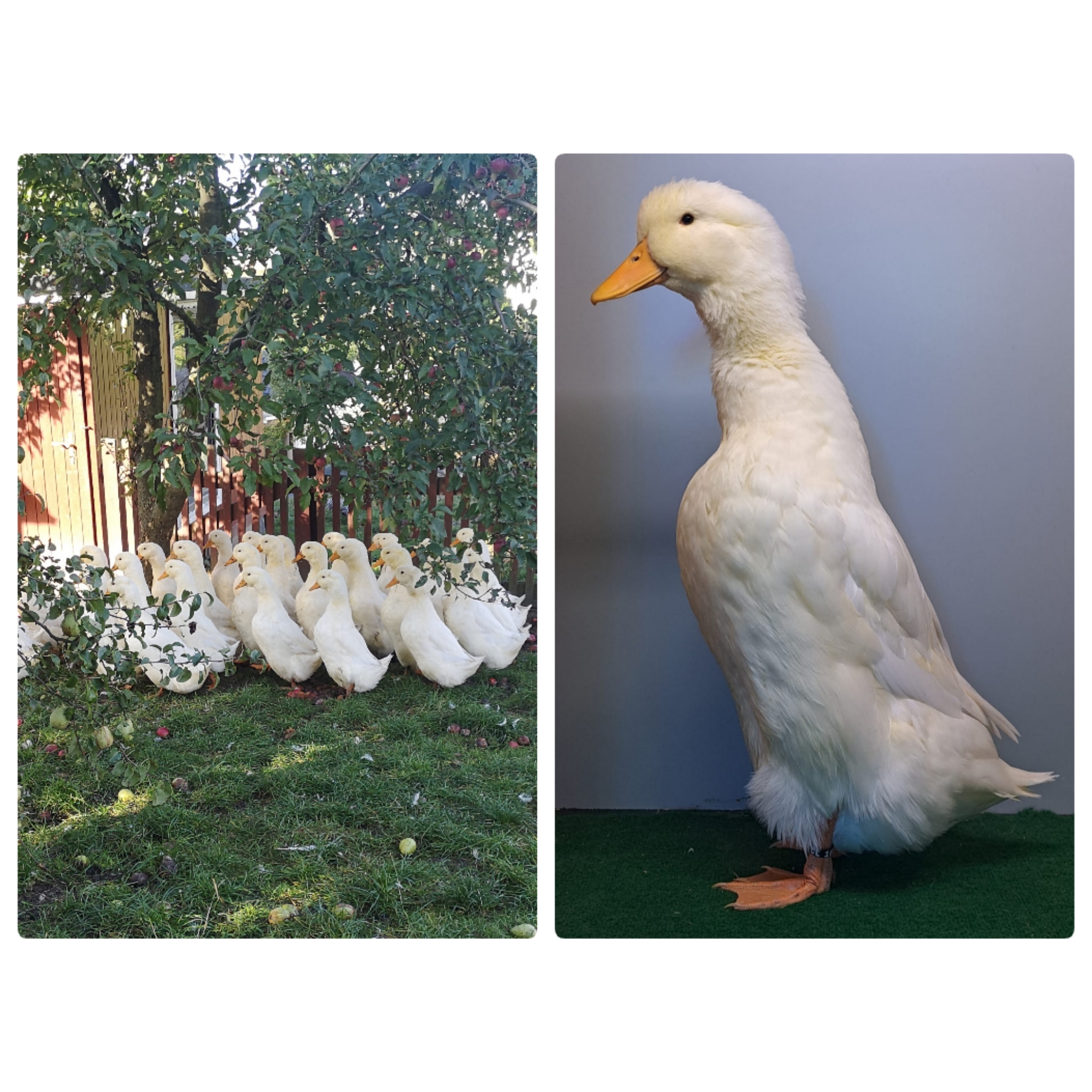 BDRG-Tierbörse · Bund Deutscher Rassegeflügelzüchter e. V.