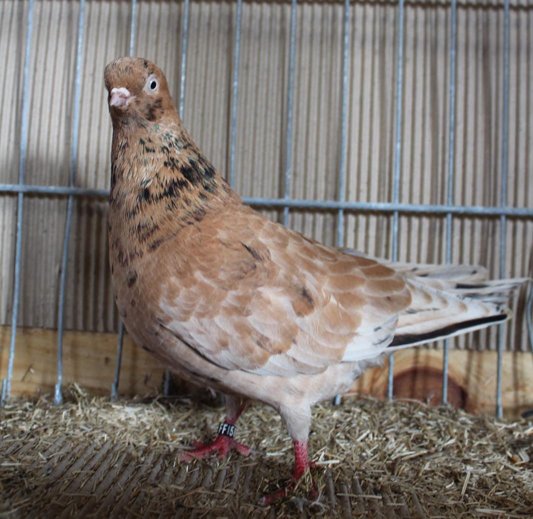 BDRG-Tierbörse · Bund Deutscher Rassegeflügelzüchter e. V.