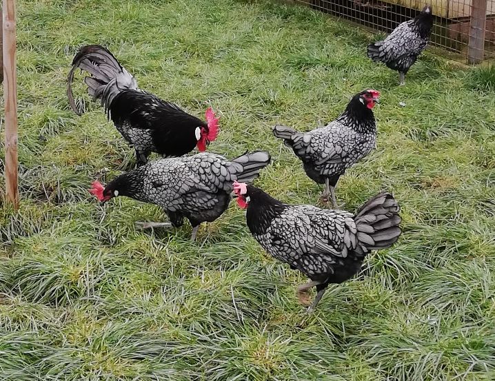 BDRG-Tierbörse · Bund Deutscher Rassegeflügelzüchter e. V.