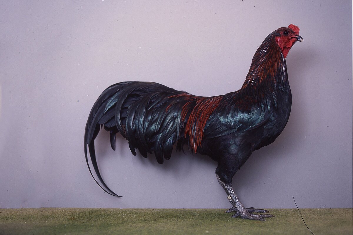 brown/red sumatra | BackYard Chickens - Learn How to Raise Chickens