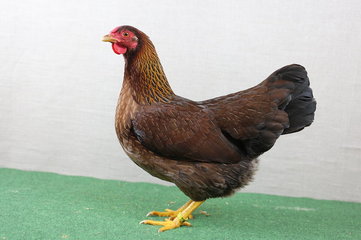 Dresdner & Zwerg-Dresdner: Rasse des Jahres 2025 im BDRG · Bund ...